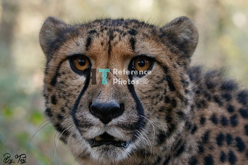 RT Reference Photos | Cheetahs