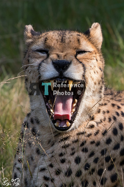 RT Reference Photos | Cheetahs