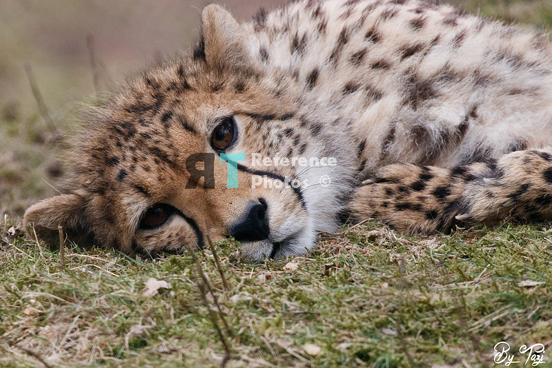 RT Reference Photos | Cheetahs